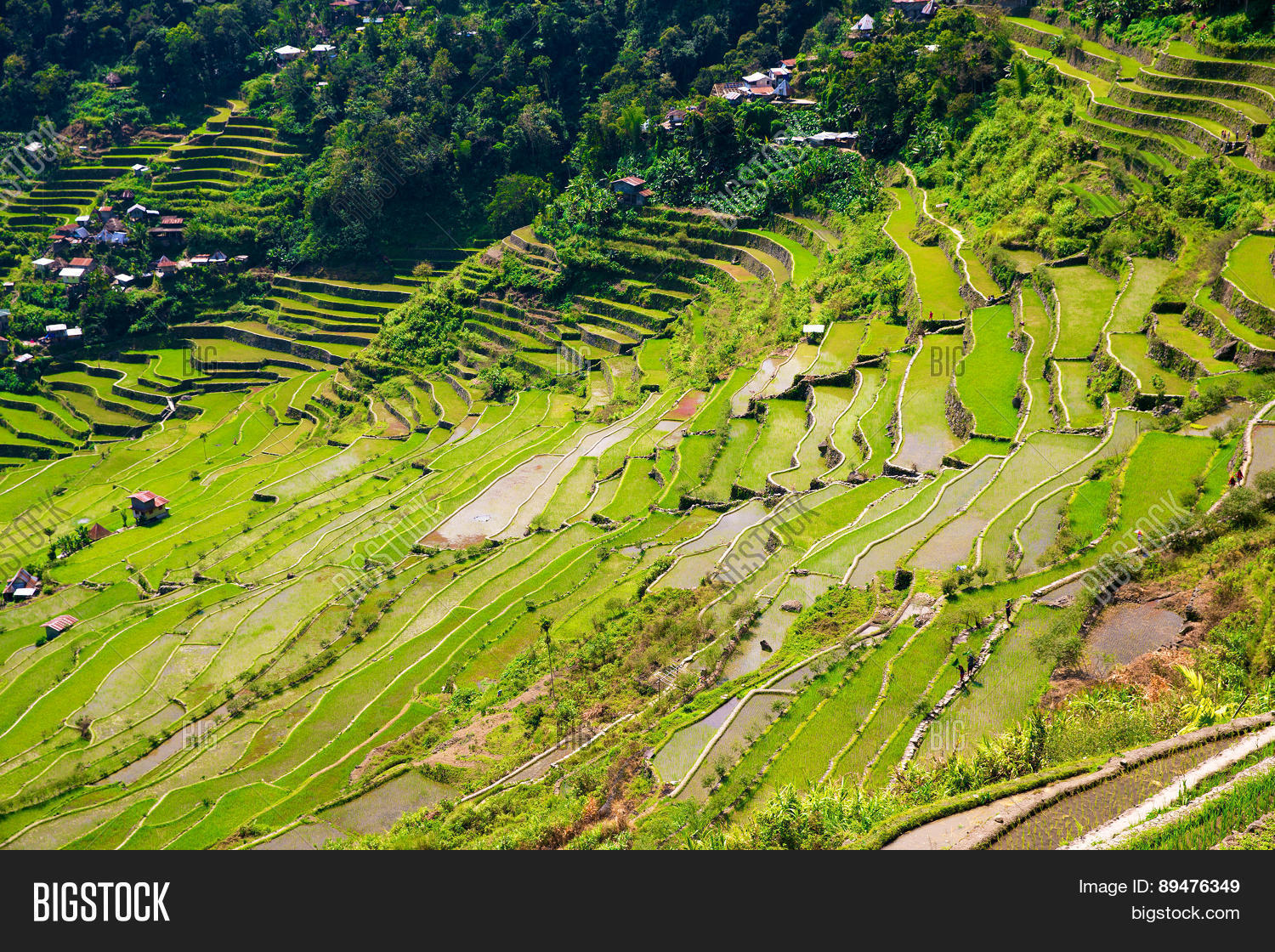Rice Terraces Image & Photo (Free Trial) | Bigstock