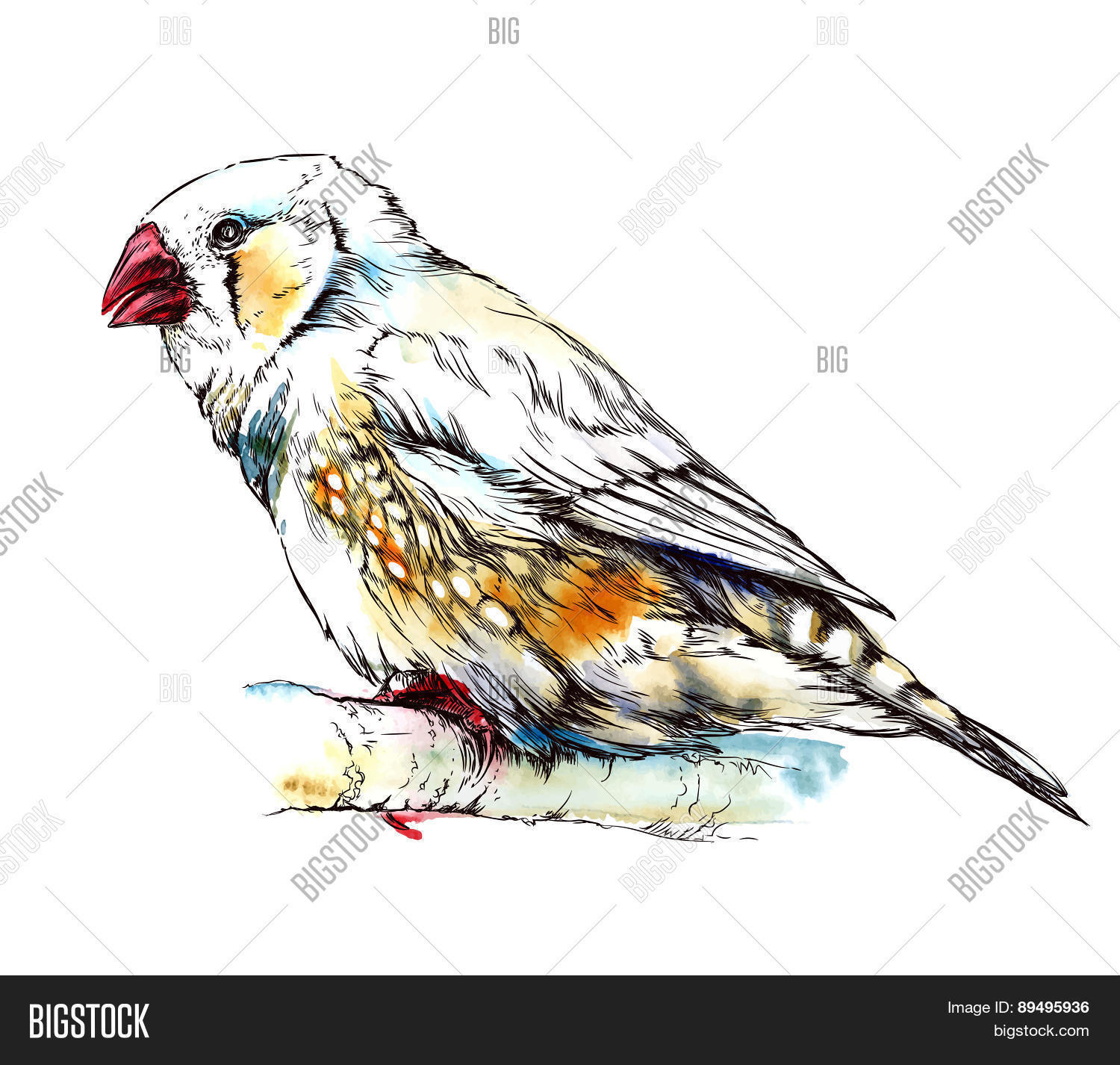 Zebra Finch Bird Vector & Photo (Free Trial) | Bigstock