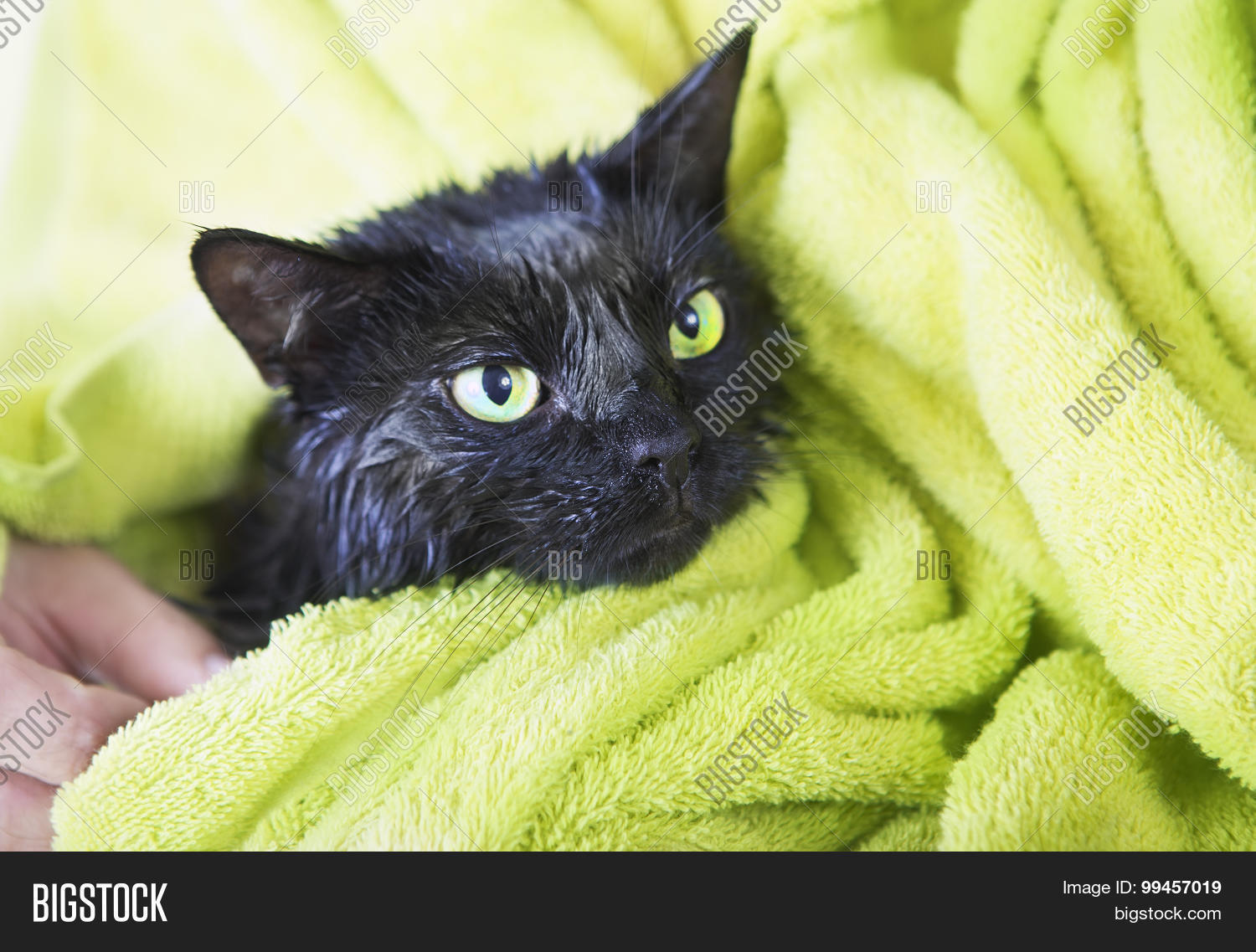 Black Cute Soggy Cat Image & Photo (Free Trial) | Bigstock