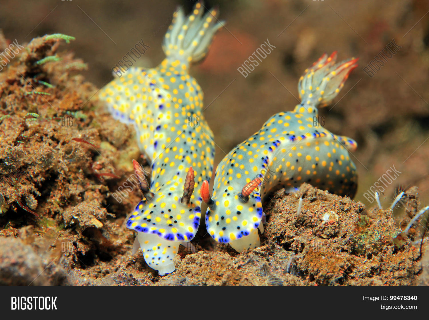 Hypselodoris Kanga Image & Photo (Free Trial) | Bigstock