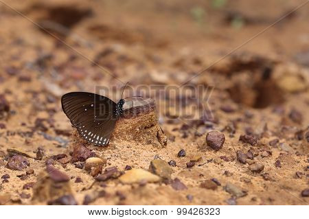 Common Indian Crow Image & Photo (Free Trial) | Bigstock