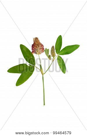 Pressed Dried Flower Image & Photo (Free Trial) | Bigstock