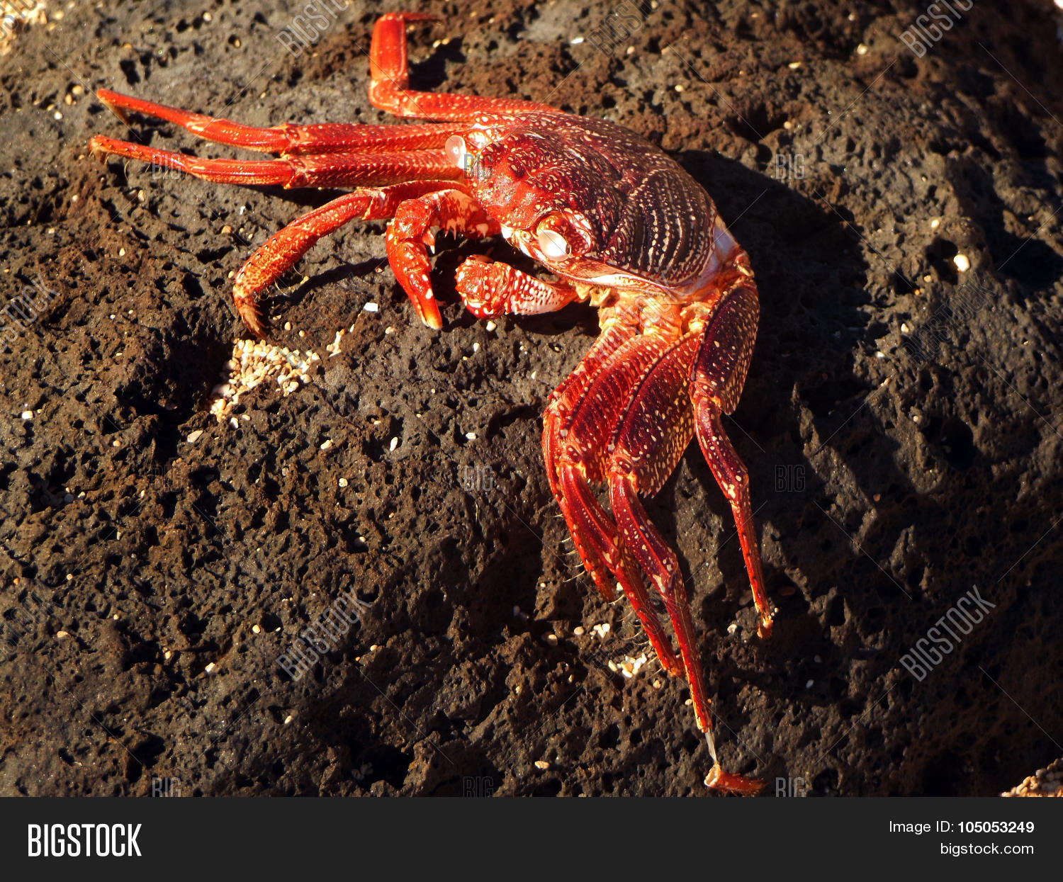 Crab On Lava Rock Image & Photo (Free Trial) | Bigstock