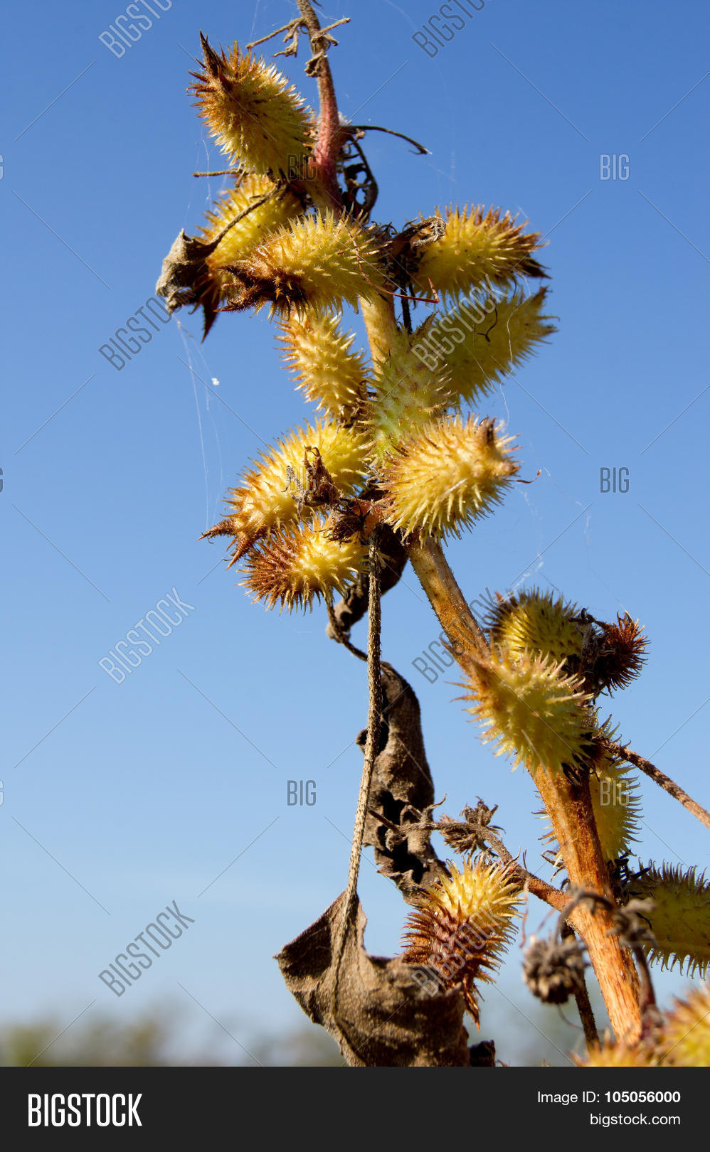 Cocklebur (Xanthium Image & Photo (Free Trial) | Bigstock
