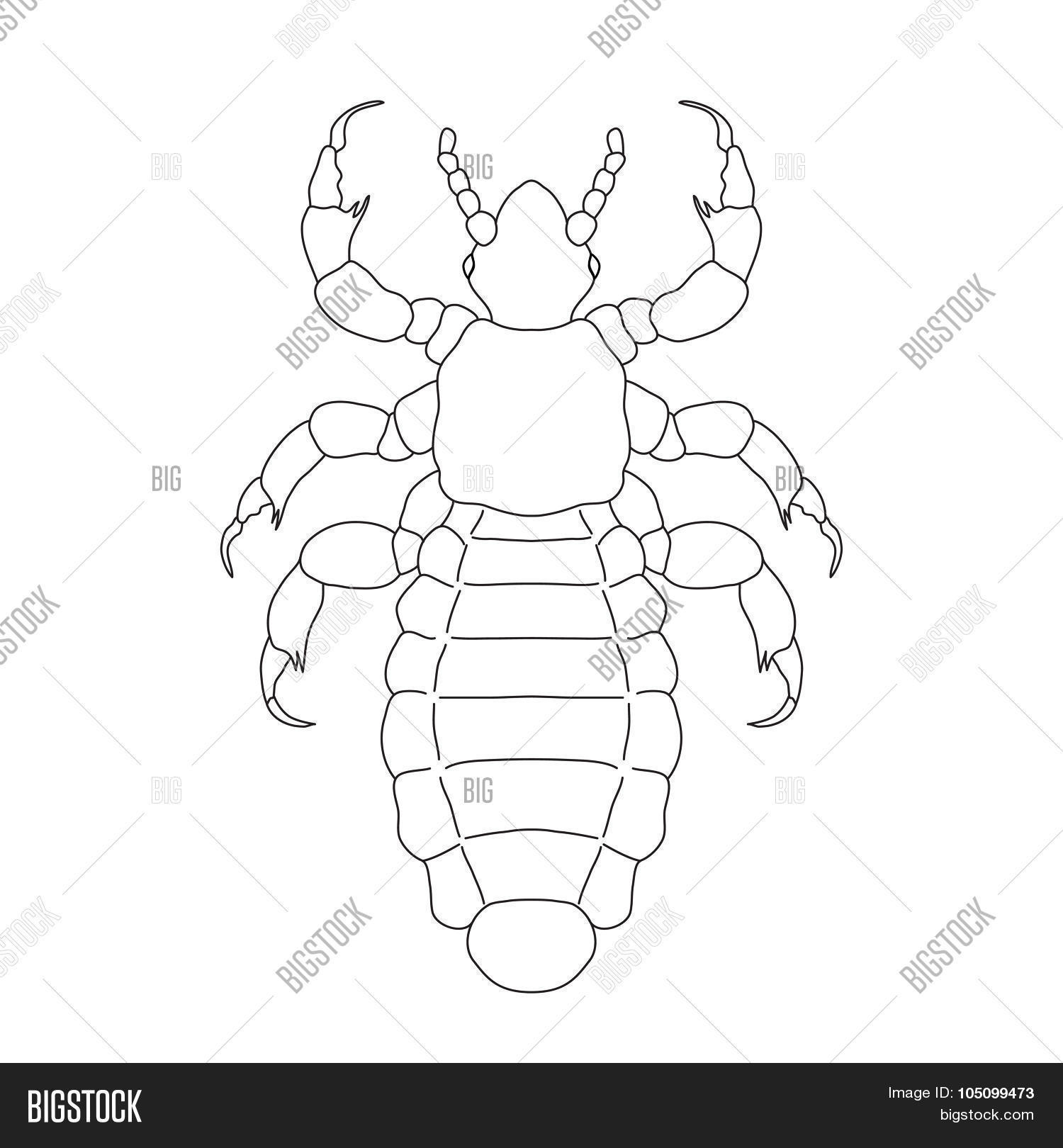 Head Human Louse. Vector & Photo (Free Trial) | Bigstock