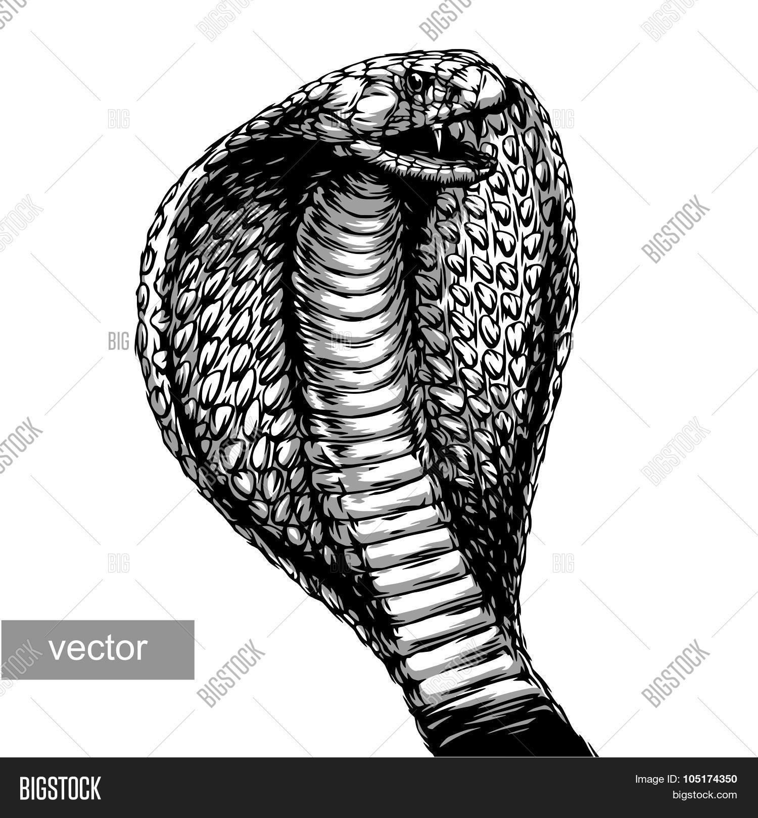 Cobra Attack Vector & Photo (Free Trial) | Bigstock