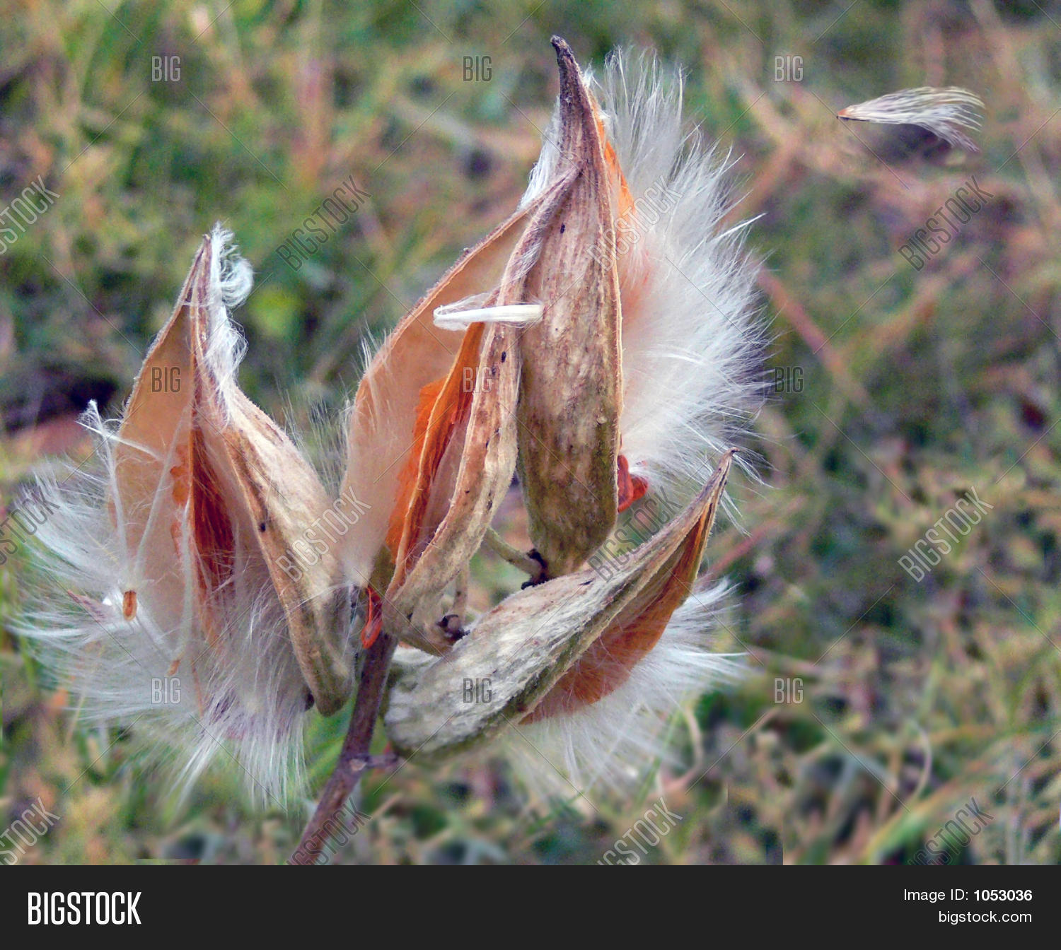 Milk Weed Pods Image & Photo (Free Trial) | Bigstock