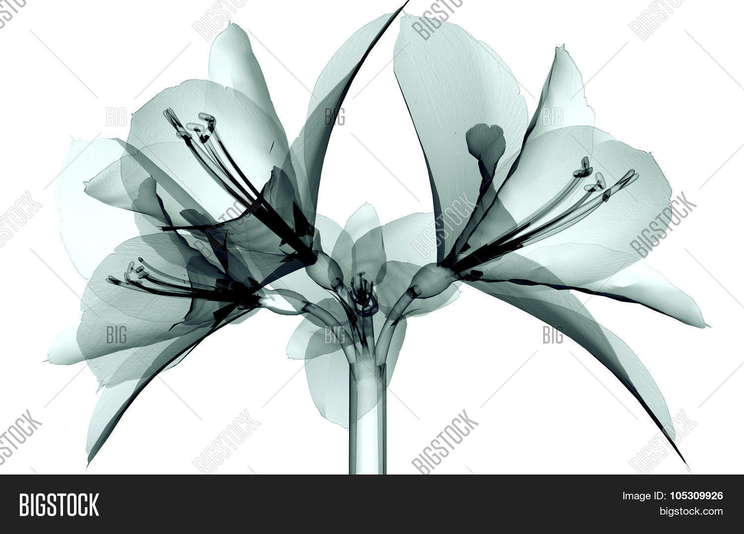 X-ray Image Flower Image & Photo (Free Trial) | Bigstock