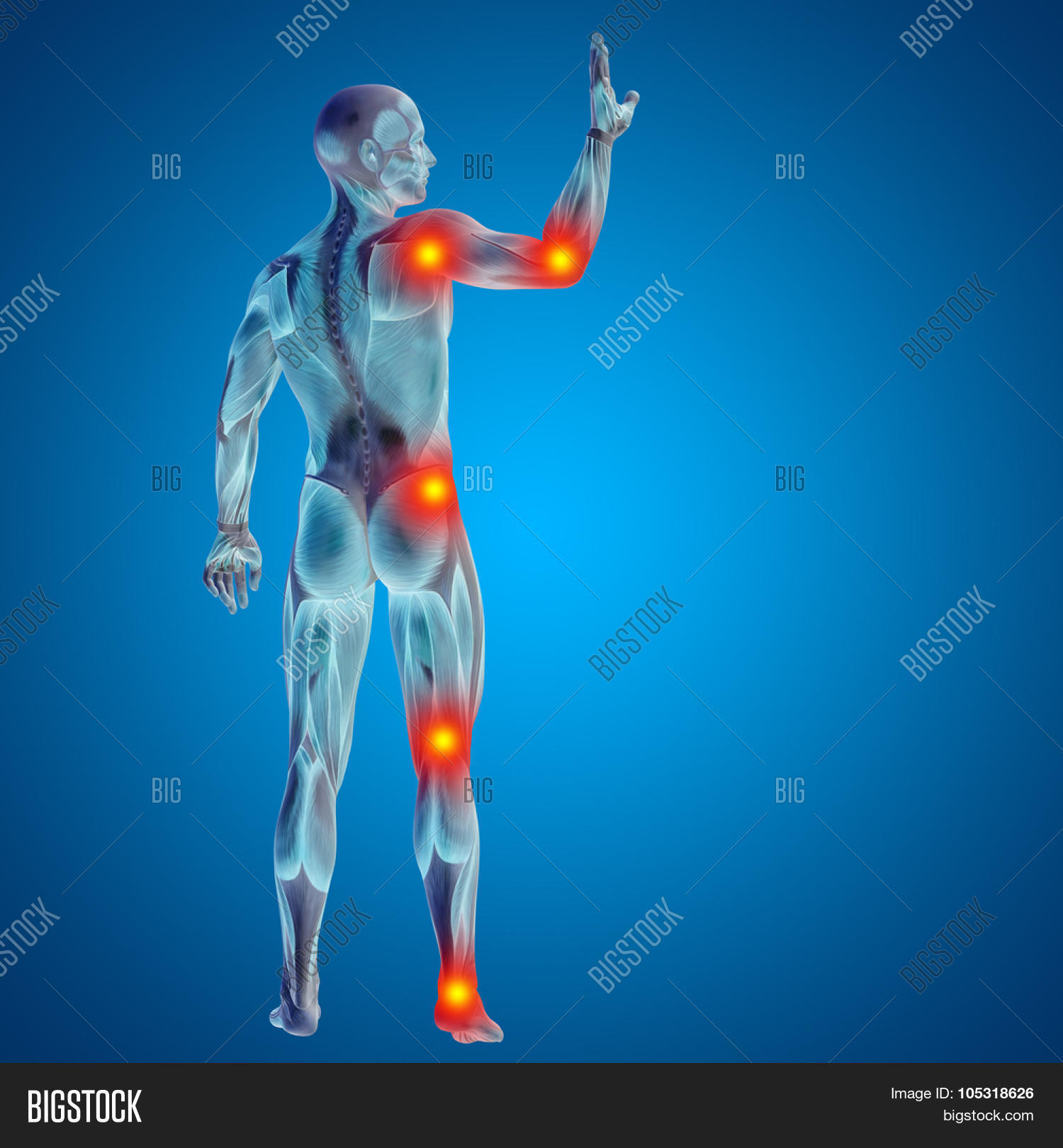 3D Human Man Muscles Image & Photo (Free Trial) | Bigstock