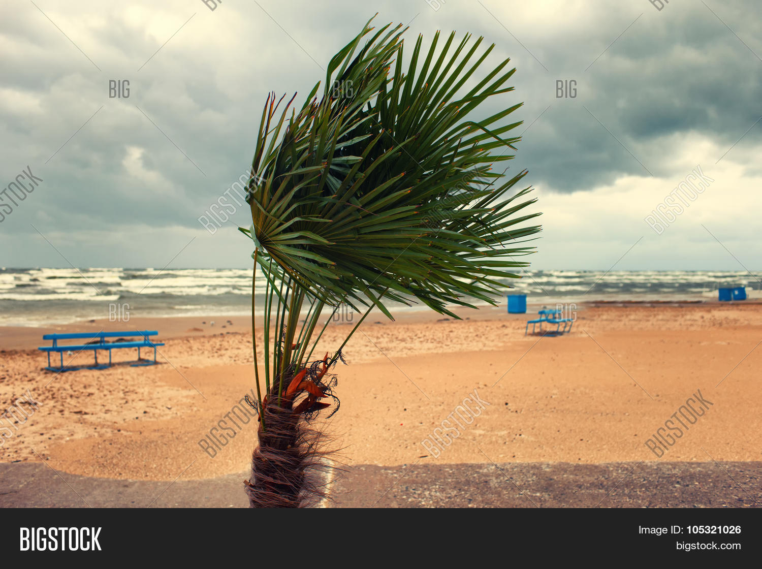 Palm Tree Bent By Wind Image & Photo (Free Trial) | Bigstock