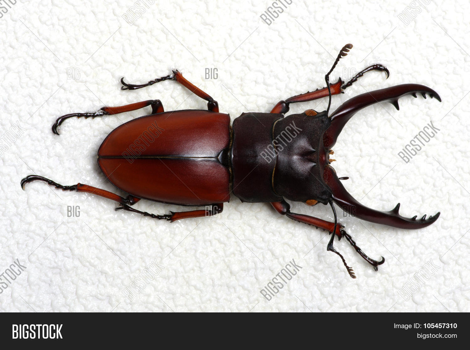 Stag Beetle Isolated Image & Photo (Free Trial) | Bigstock