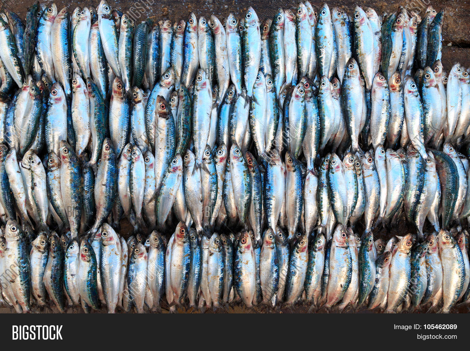 Fresh Fish Displayed Image & Photo (Free Trial) | Bigstock