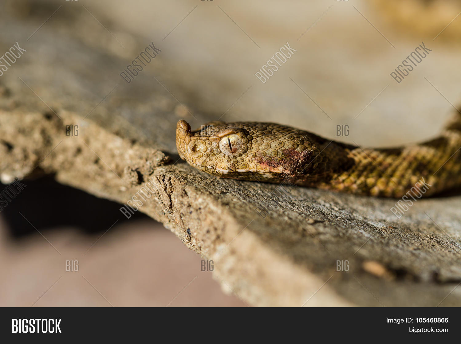 Horned Viper Snake Image & Photo (Free Trial) | Bigstock