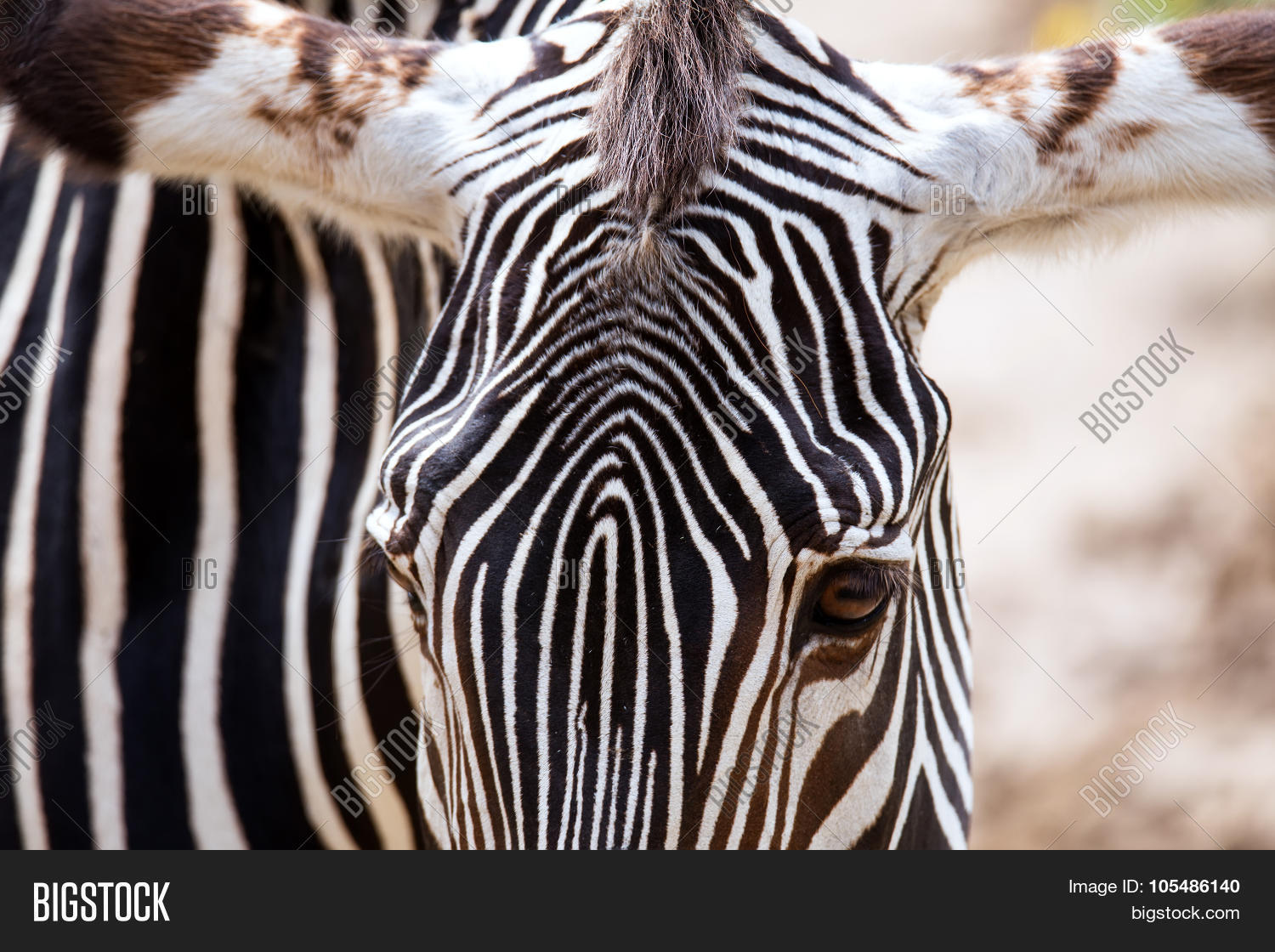 Close- Grevy's Zebra Image & Photo (Free Trial) | Bigstock