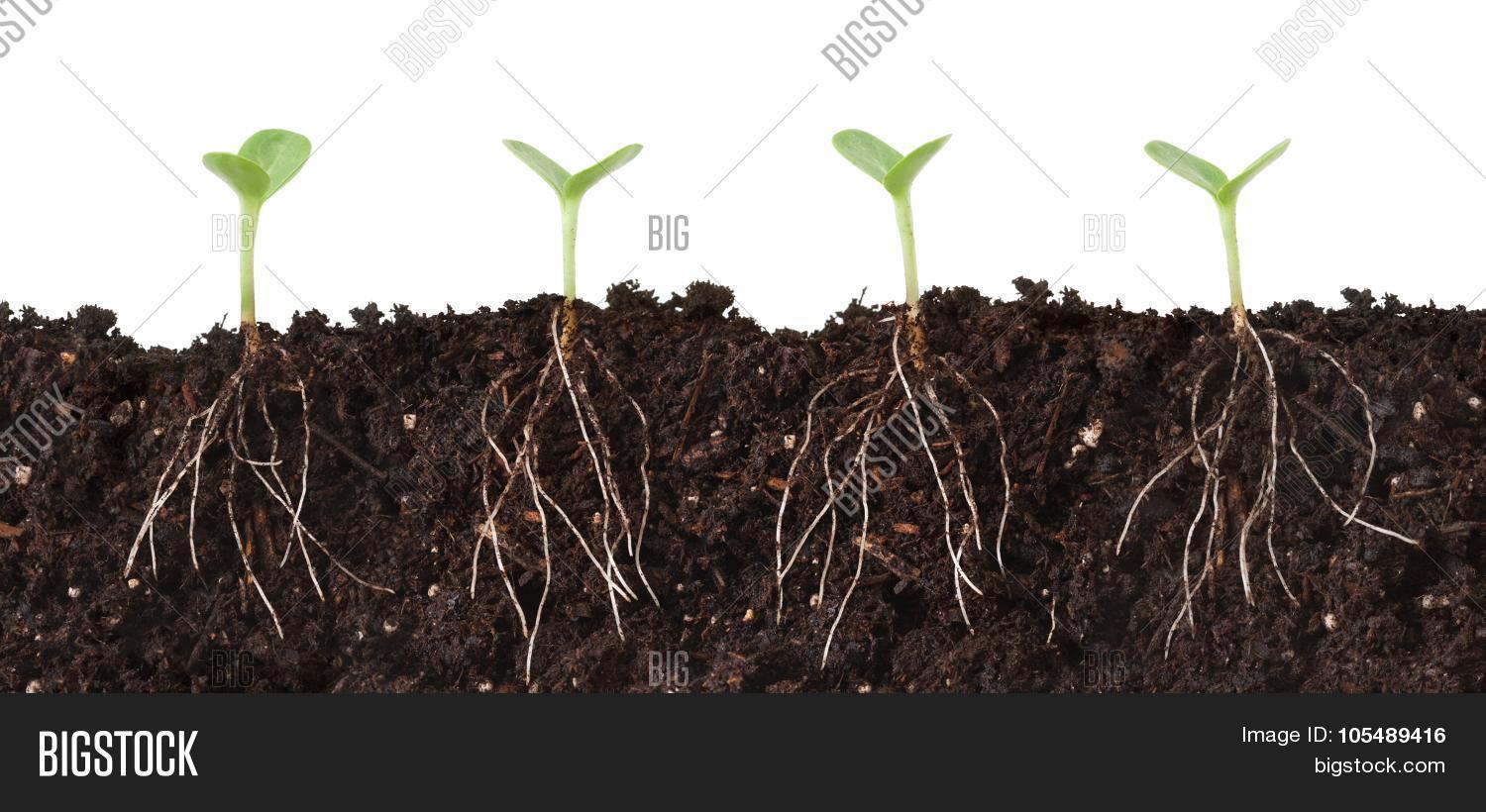 Seedlings Roots Image & Photo (Free Trial) | Bigstock