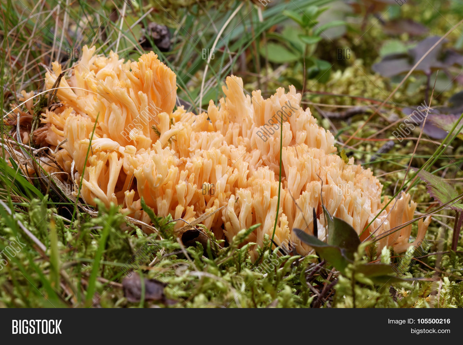 Closeup Yellow Image & Photo (Free Trial) | Bigstock