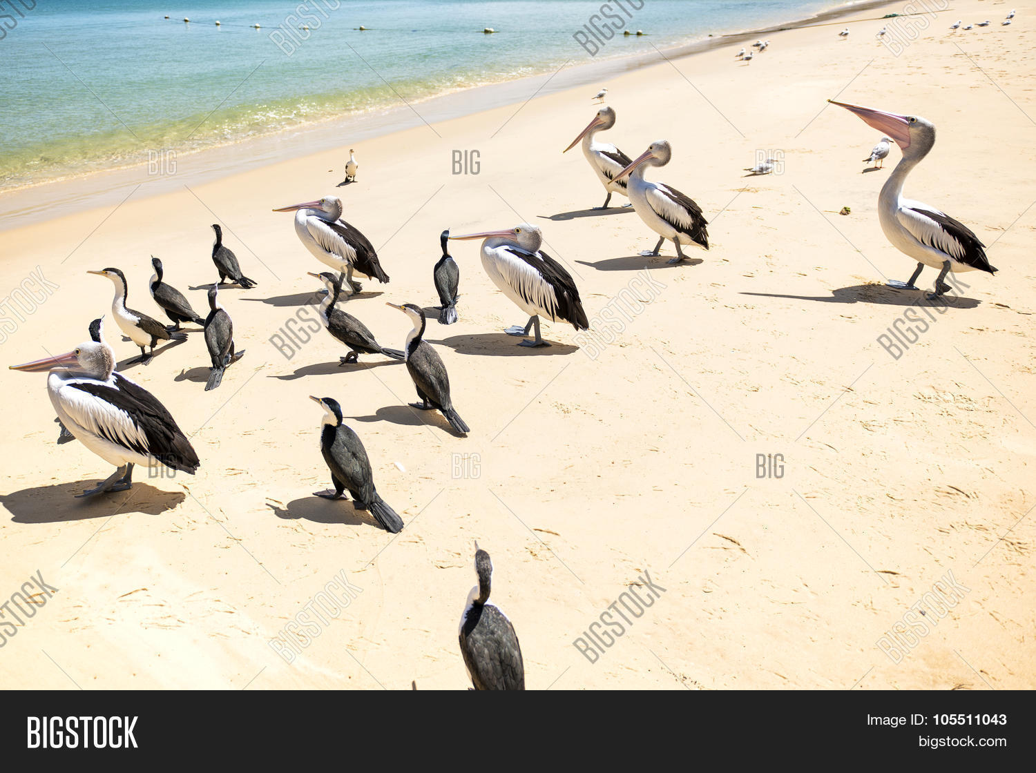 Birds Resting On Beach Image & Photo (Free Trial) | Bigstock