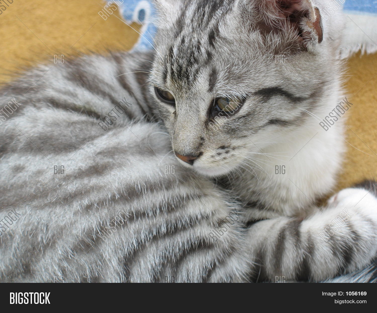 Grey Cat Image & Photo (Free Trial) | Bigstock