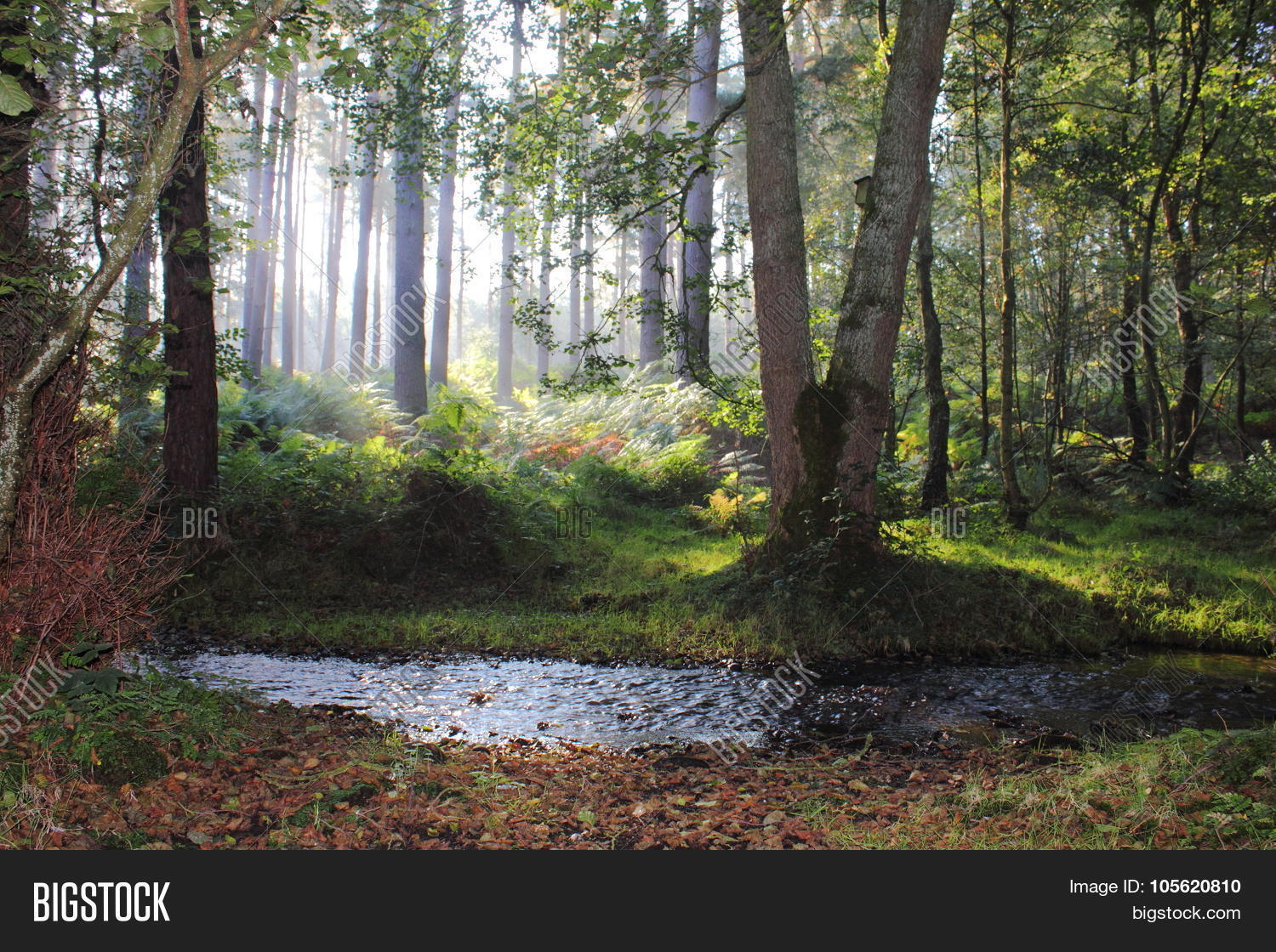 Woodland Stream Image & Photo (Free Trial) | Bigstock