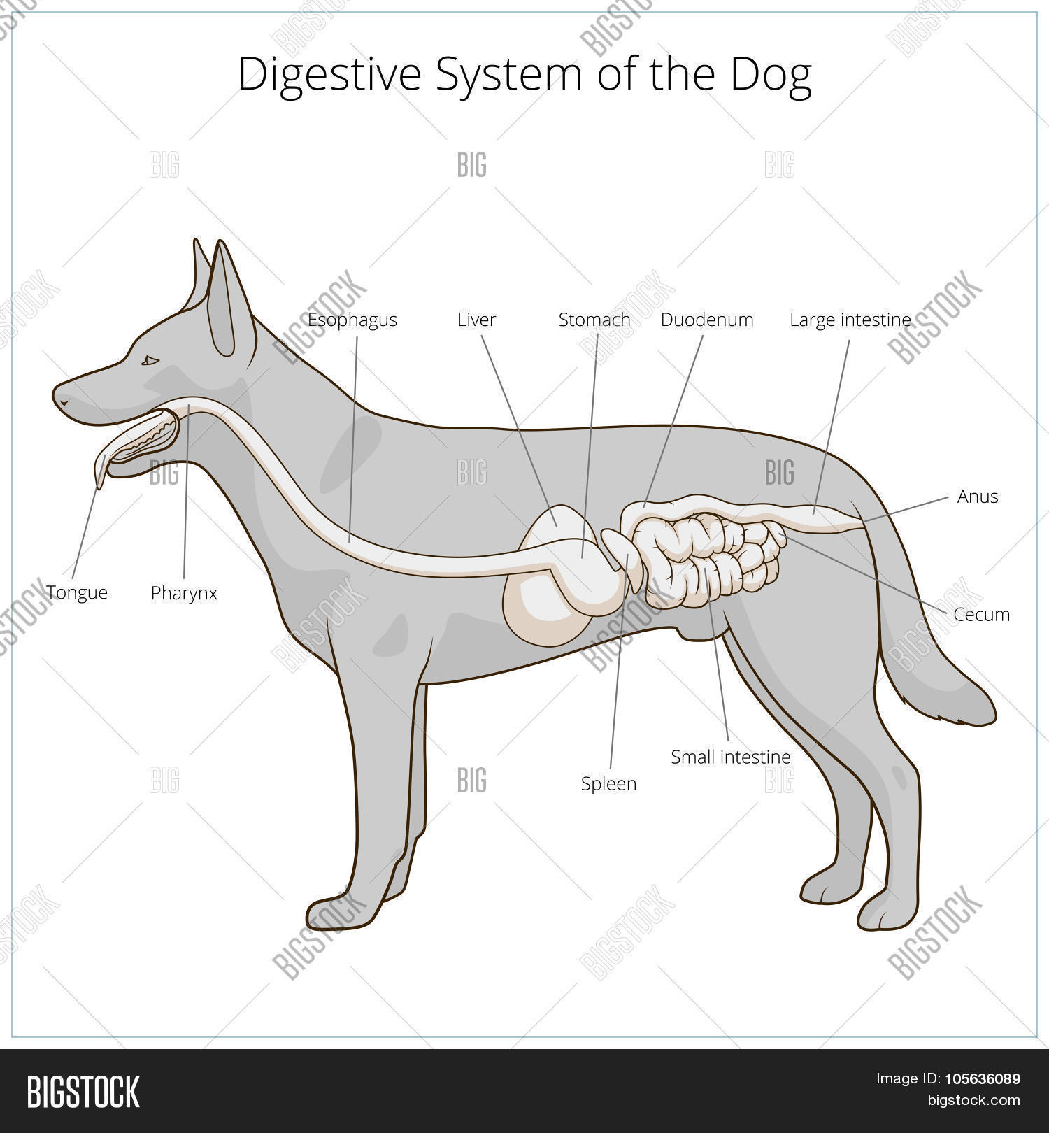 Digestive System Dog Vector & Photo (Free Trial) | Bigstock