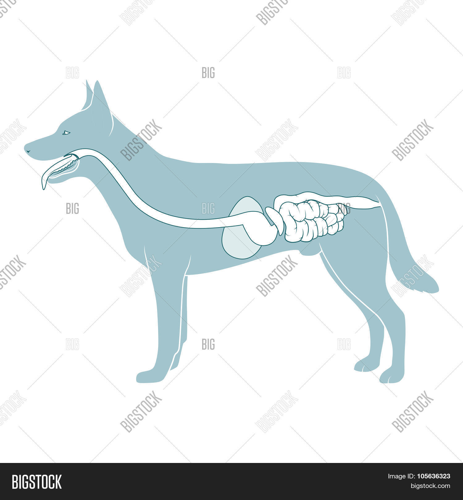 Digestive System Dog Vector & Photo (Free Trial) | Bigstock