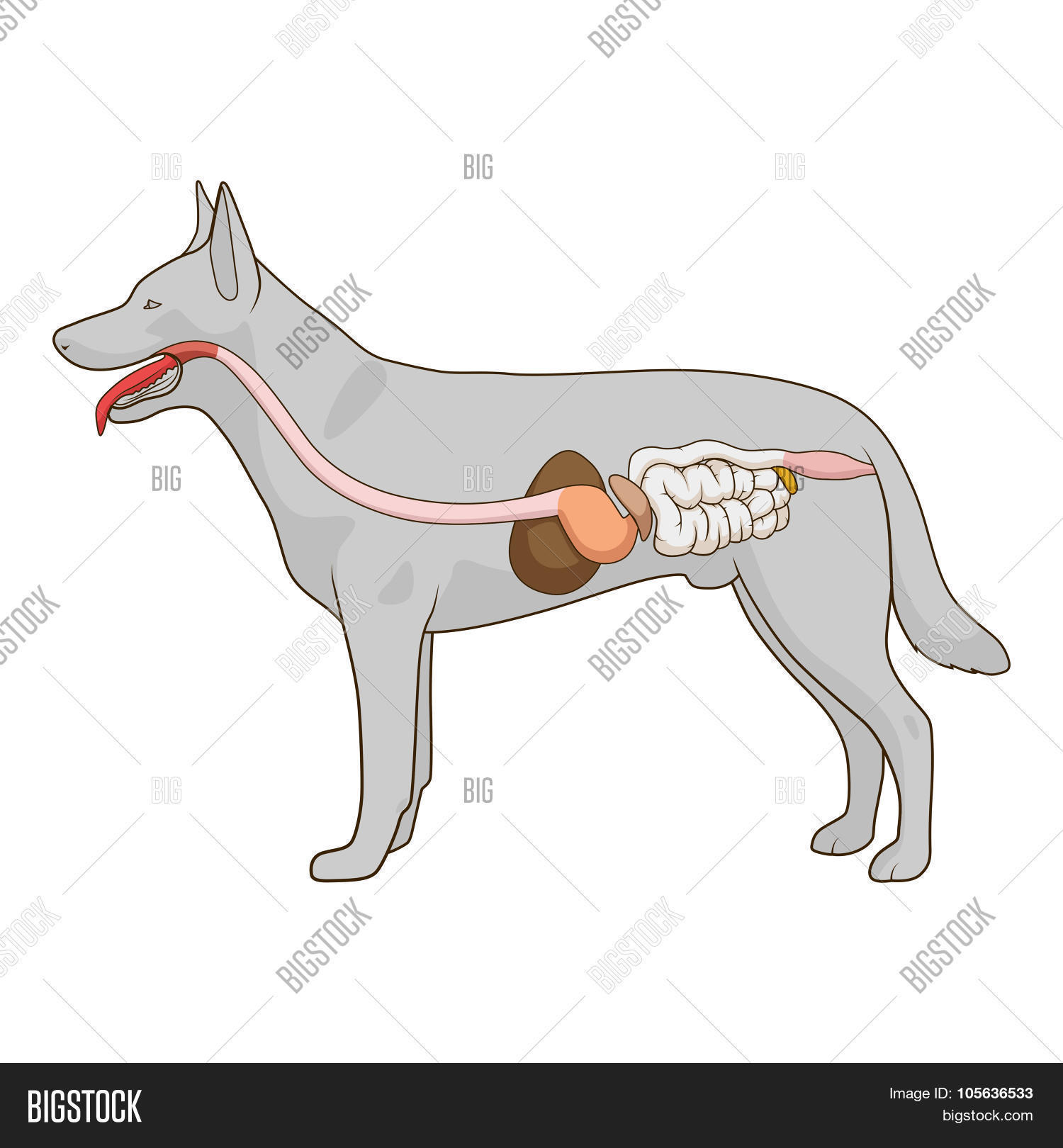 Digestive System Dog Vector & Photo (Free Trial) | Bigstock