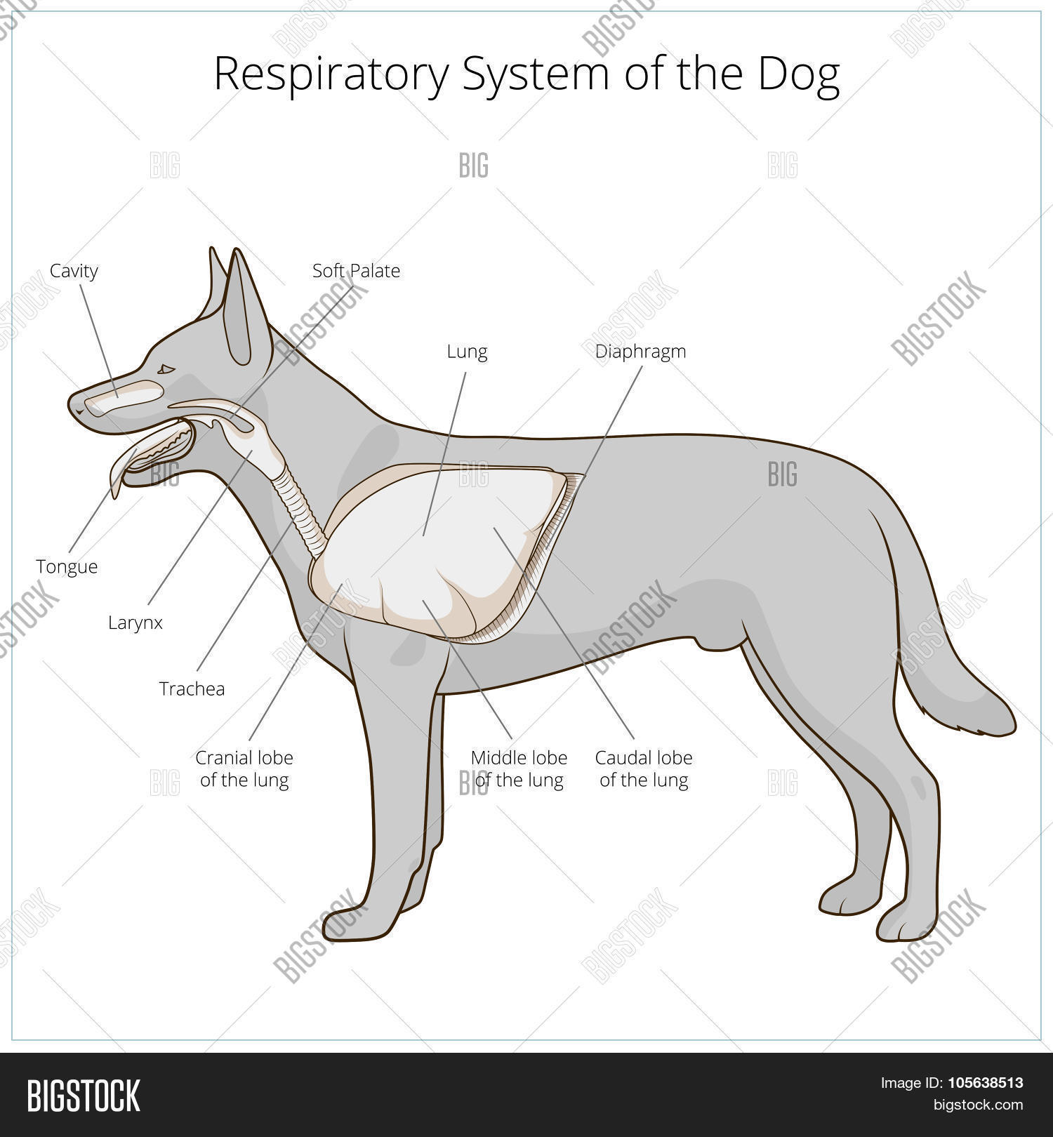 Respiratory System Vector & Photo (Free Trial) | Bigstock