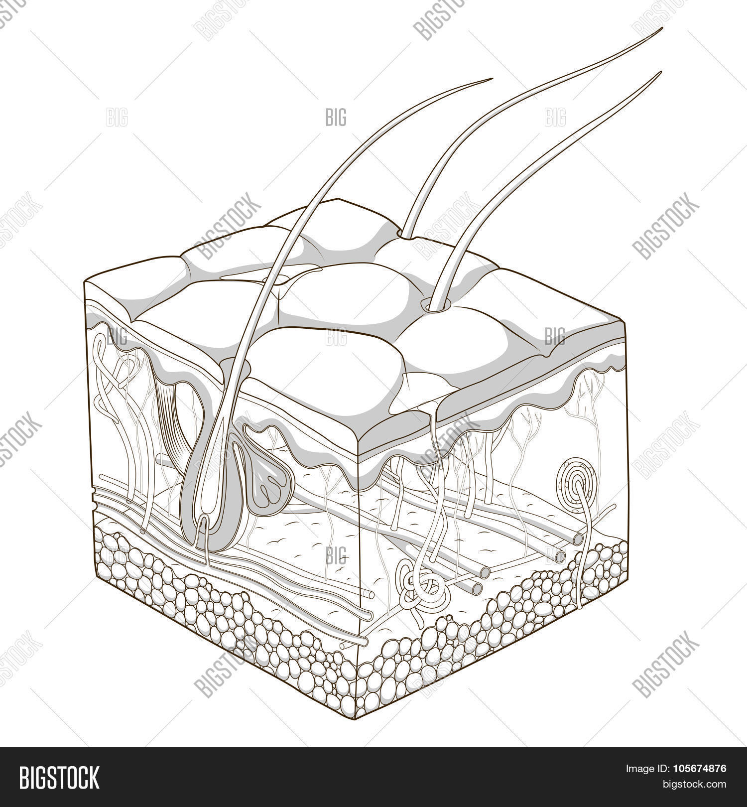 Skin Structure Vector Vector & Photo (Free Trial) | Bigstock
