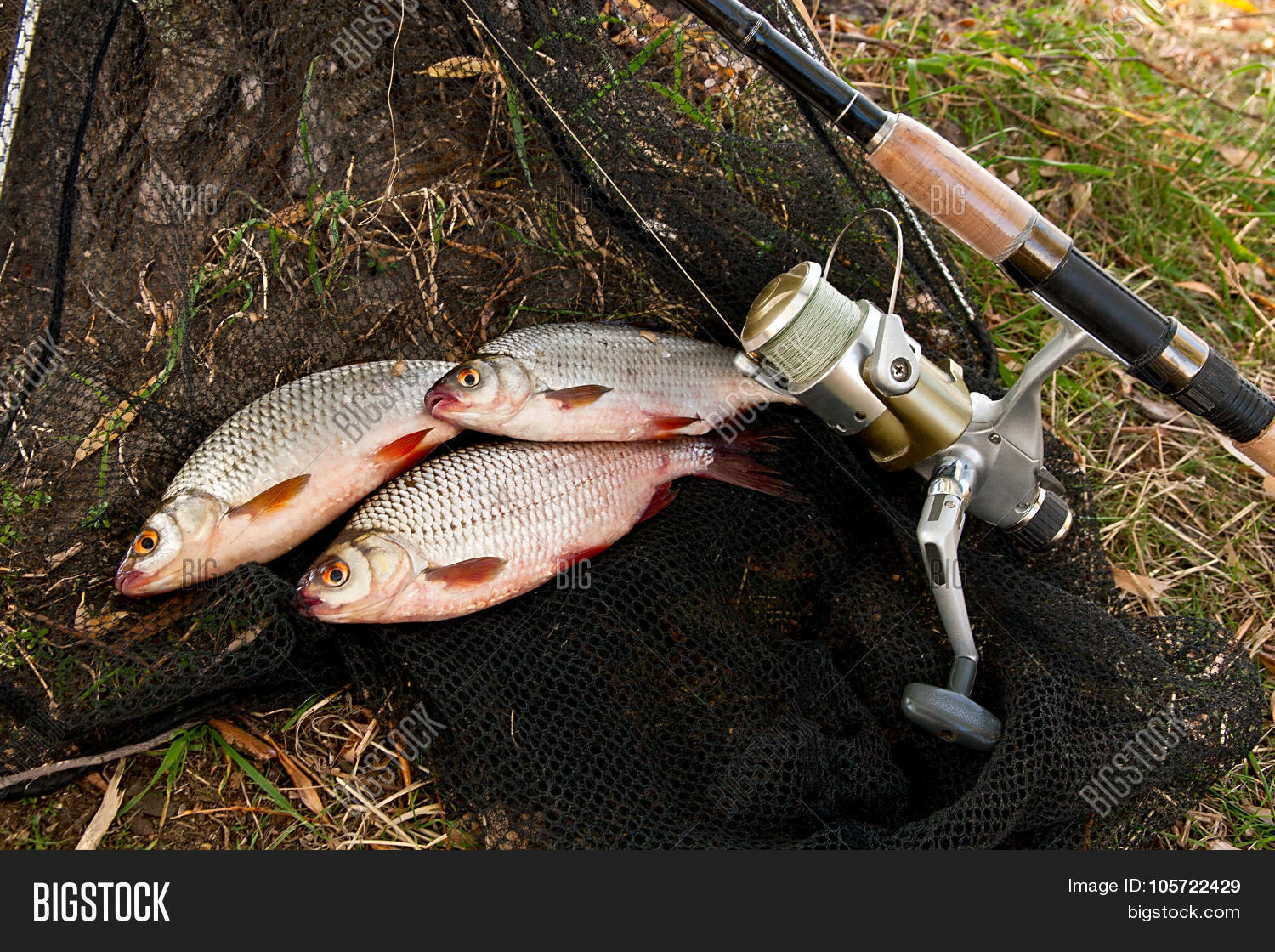 Catching Freshwater Image & Photo (Free Trial) | Bigstock