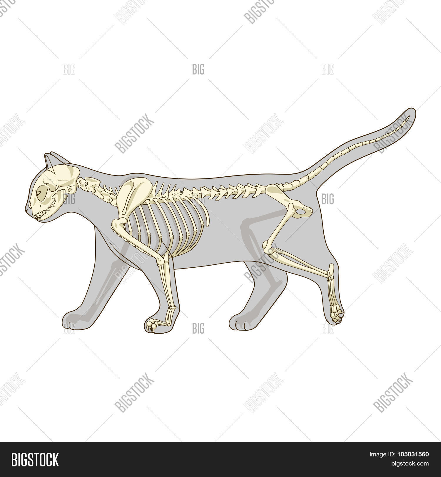 Cat Skeleton Vector & Photo (Free Trial) | Bigstock