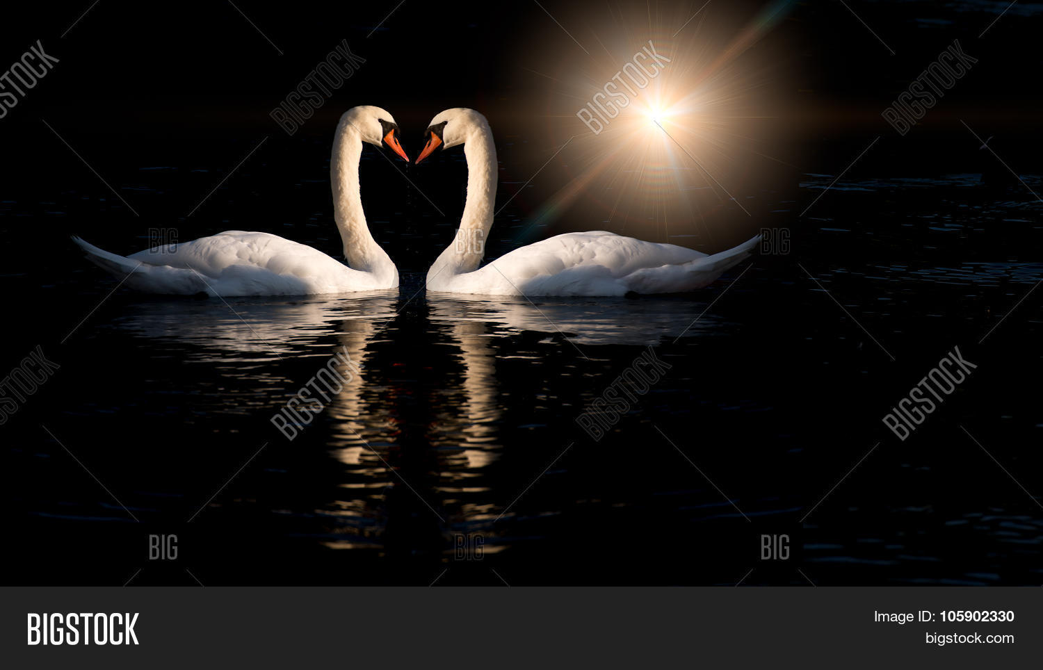 Two Swans Kissing Image & Photo (Free Trial) | Bigstock