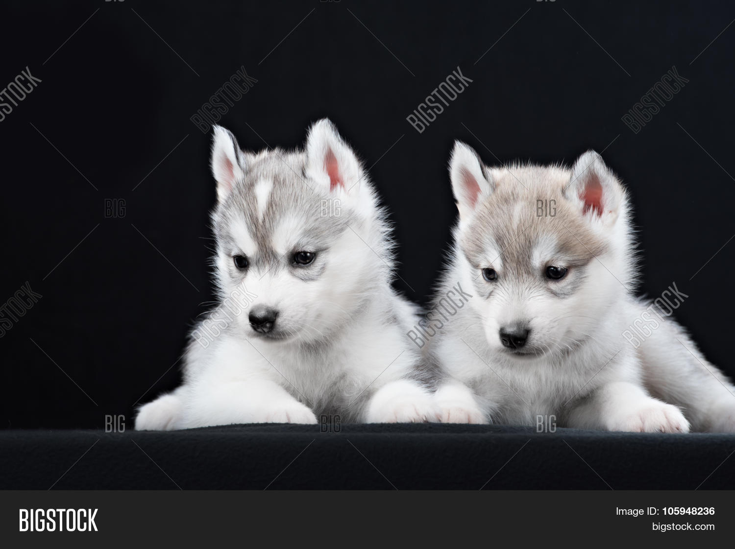 Two Little Cute Puppy Image & Photo (Free Trial) | Bigstock