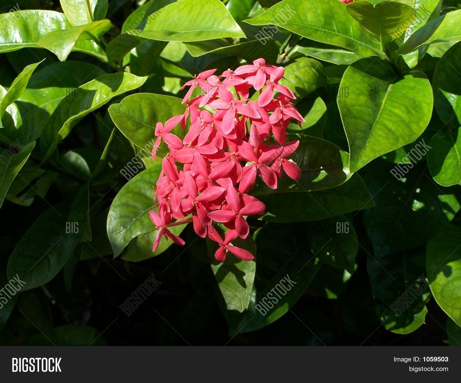 Red Pointed Flower Image & Photo (Free Trial) | Bigstock