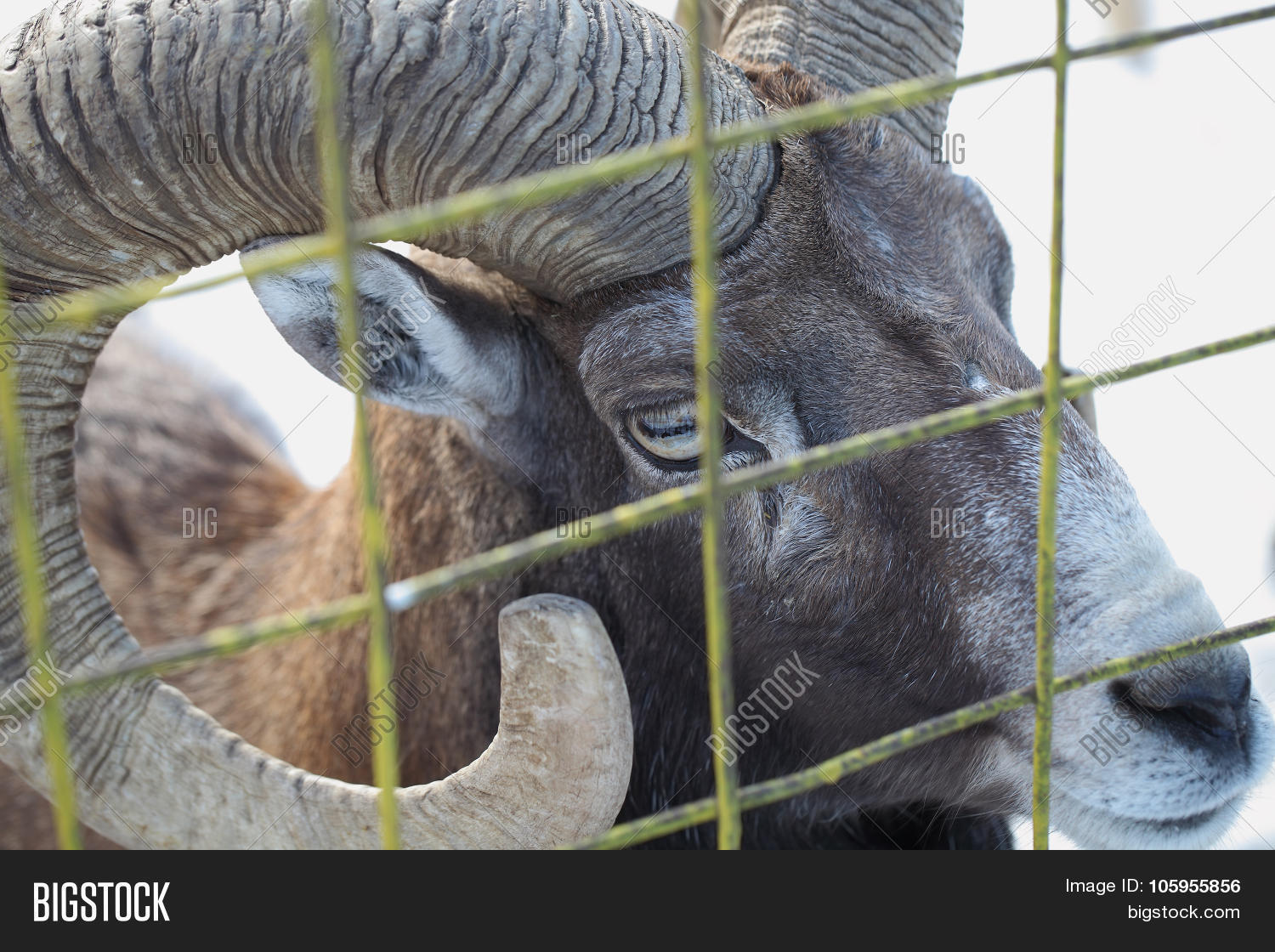 Wild Ram Captivity Image & Photo (Free Trial) | Bigstock
