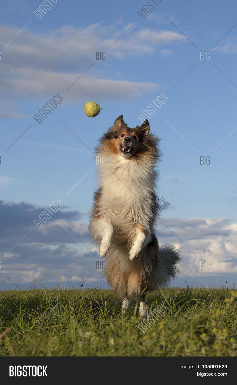 Rough Collie Playing Image & Photo (Free Trial) | Bigstock