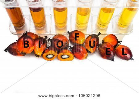 Oil Palm Biodiesel Image & Photo (Free Trial) | Bigstock