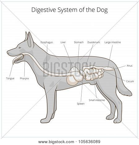 Digestive System Dog Vector & Photo (Free Trial) | Bigstock