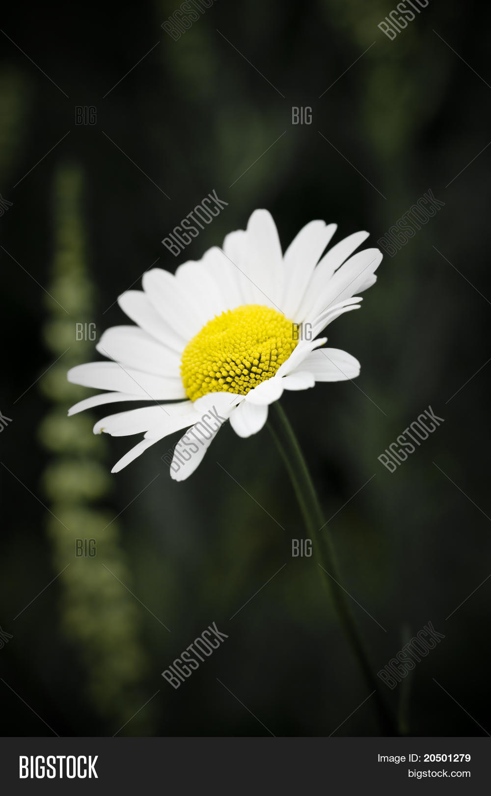 Single Wild Daisy Image & Photo (Free Trial) | Bigstock