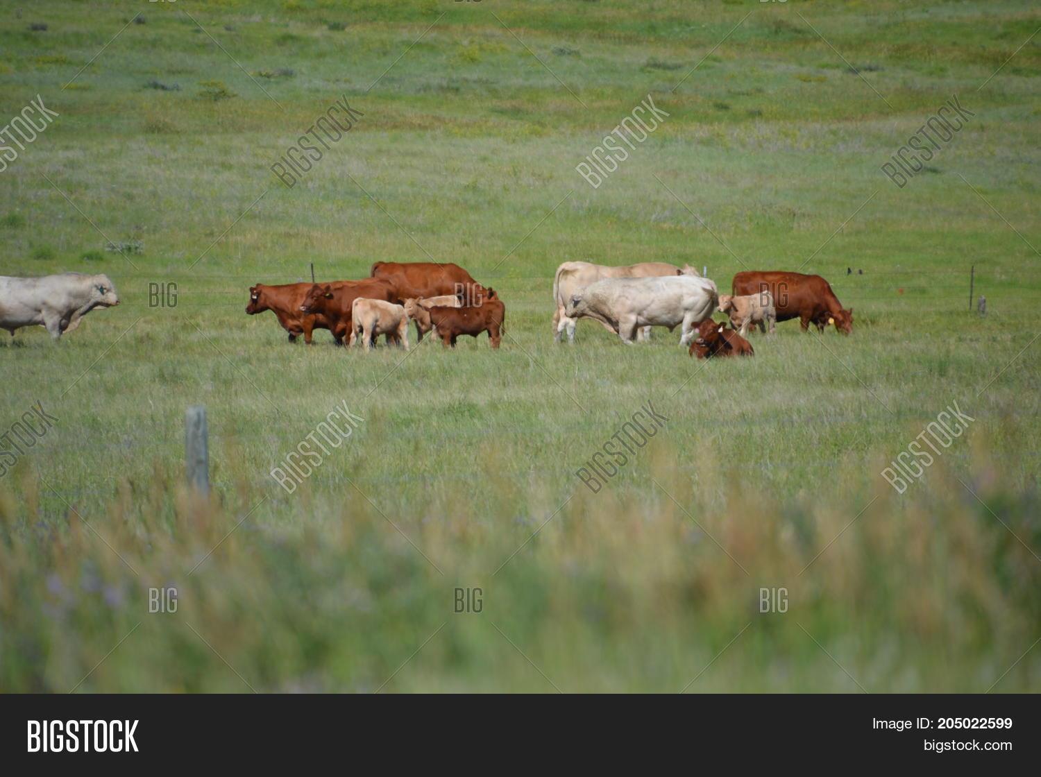 Herd Cattle Roaming Image & Photo (Free Trial) | Bigstock