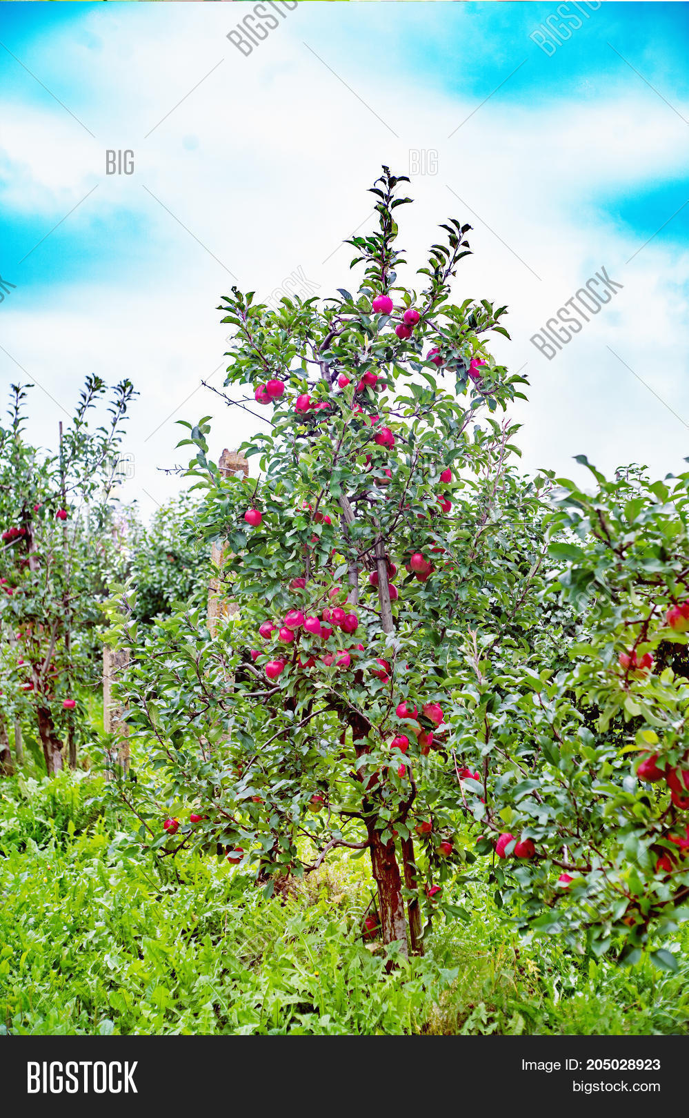 Gloster Apple Tree Image & Photo (Free Trial) | Bigstock