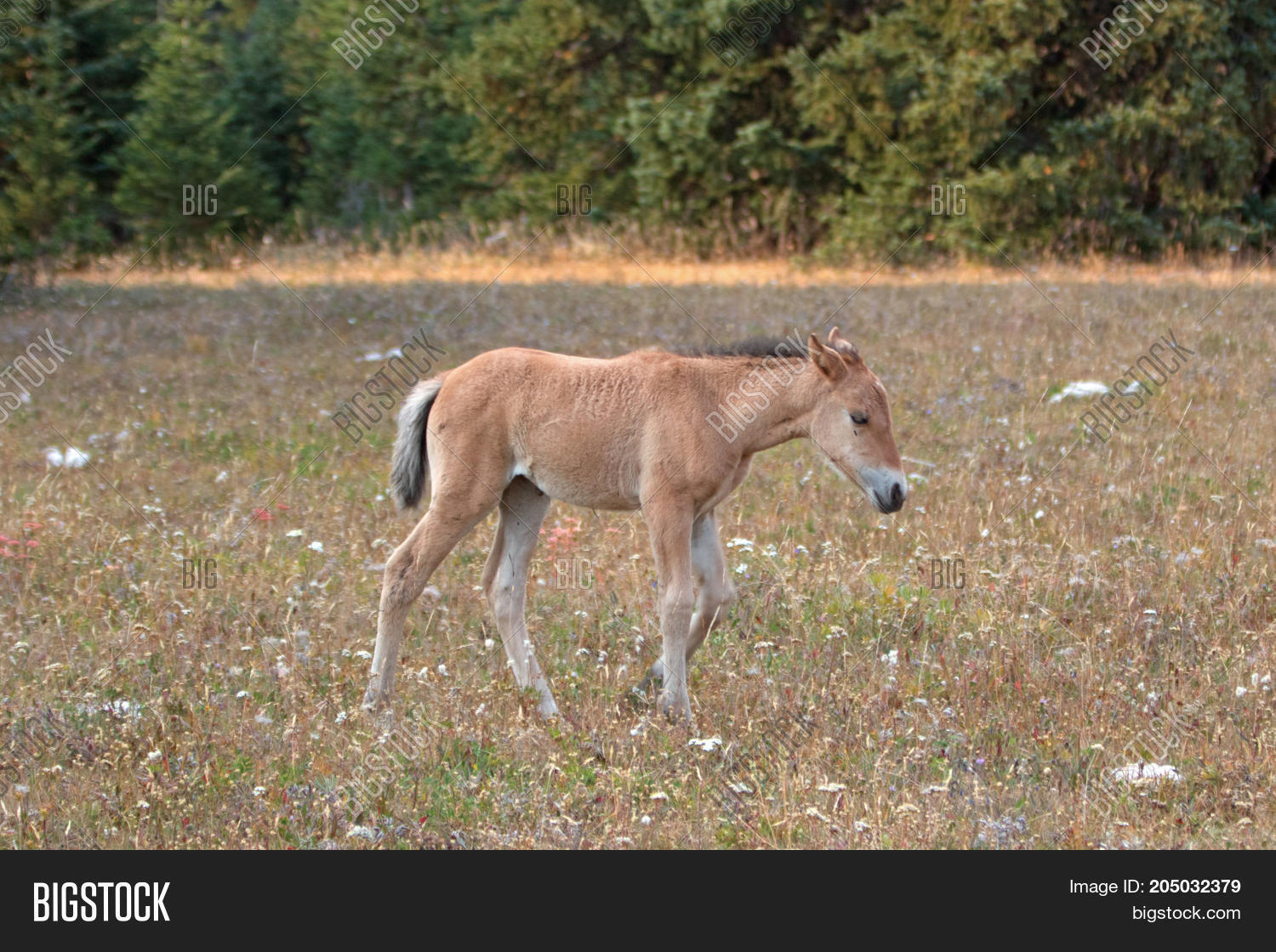 Wild Horse - Baby Colt Image & Photo (Free Trial) | Bigstock