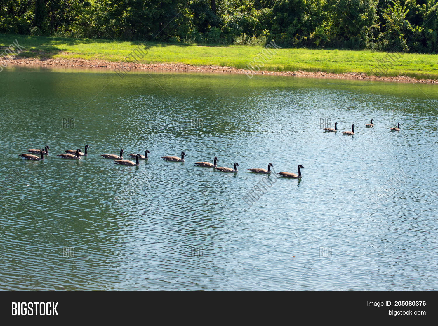 Row Geese On Pond On Image & Photo (Free Trial) | Bigstock