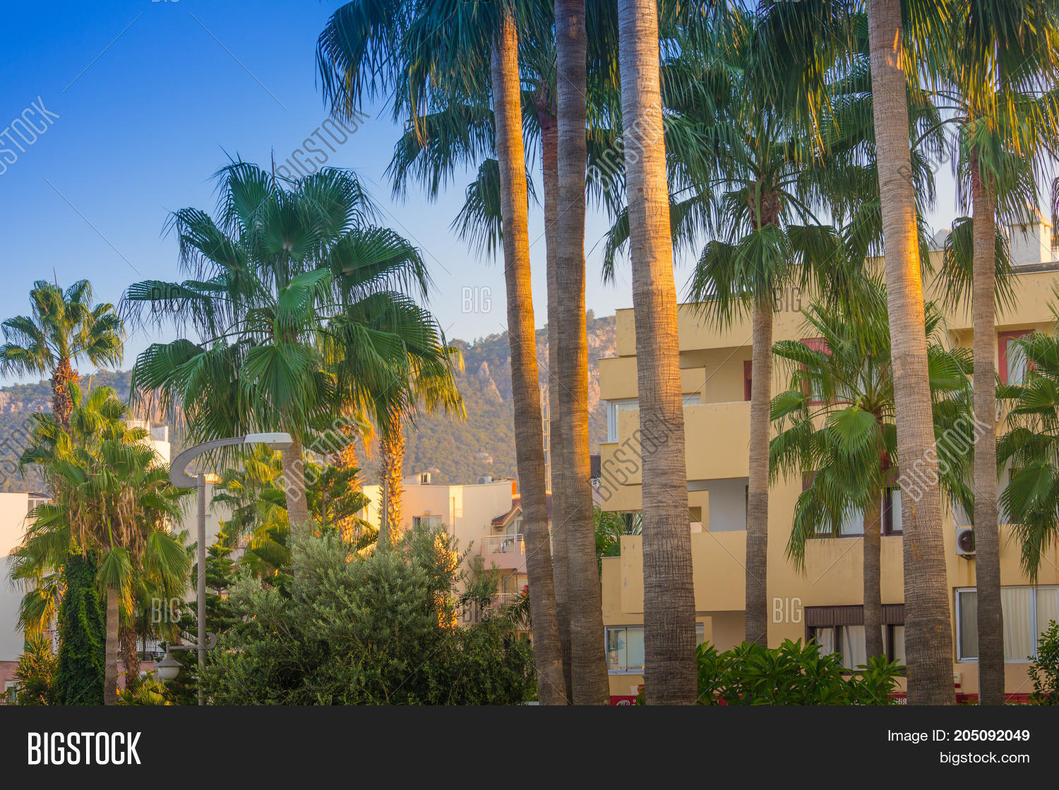 Pair Tall Palm Trees Image & Photo (Free Trial) | Bigstock