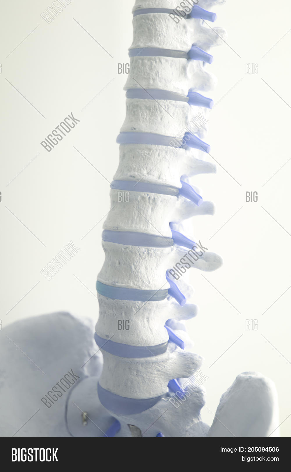 Human Spine Column Image & Photo (Free Trial) | Bigstock