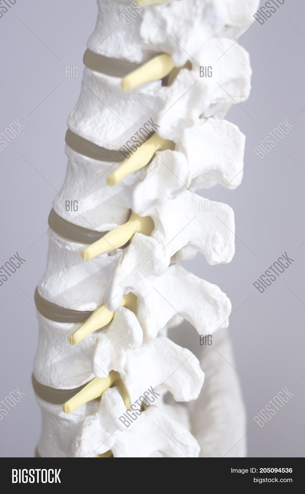 Human Spine Column Image & Photo (Free Trial) | Bigstock