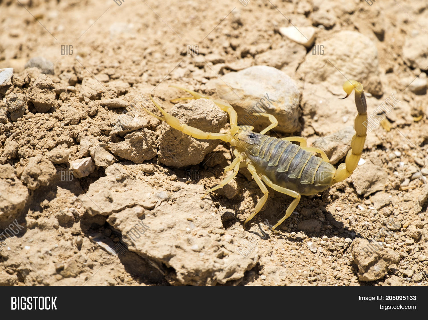 Scorpion Deathstalker Image & Photo (Free Trial) | Bigstock