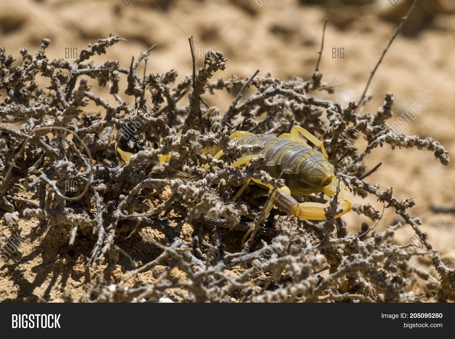Imagen y foto Scorpion (prueba gratis) | Bigstock