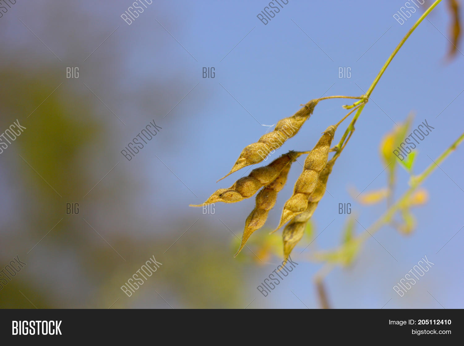 Pigeon Pea Crop Field Image & Photo (Free Trial) | Bigstock