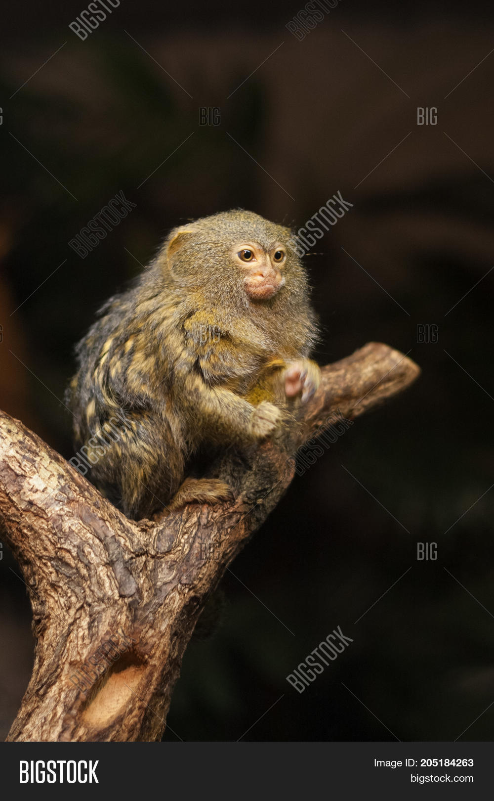 Small Monkey Pygmy Image & Photo (Free Trial) | Bigstock