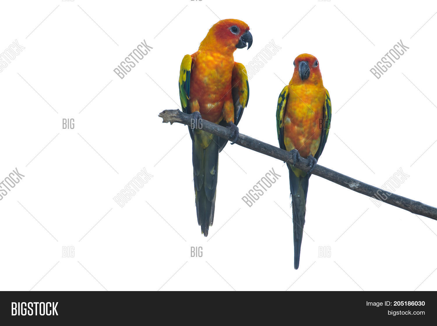 Sun Parakeet Sun Image & Photo (Free Trial) | Bigstock
